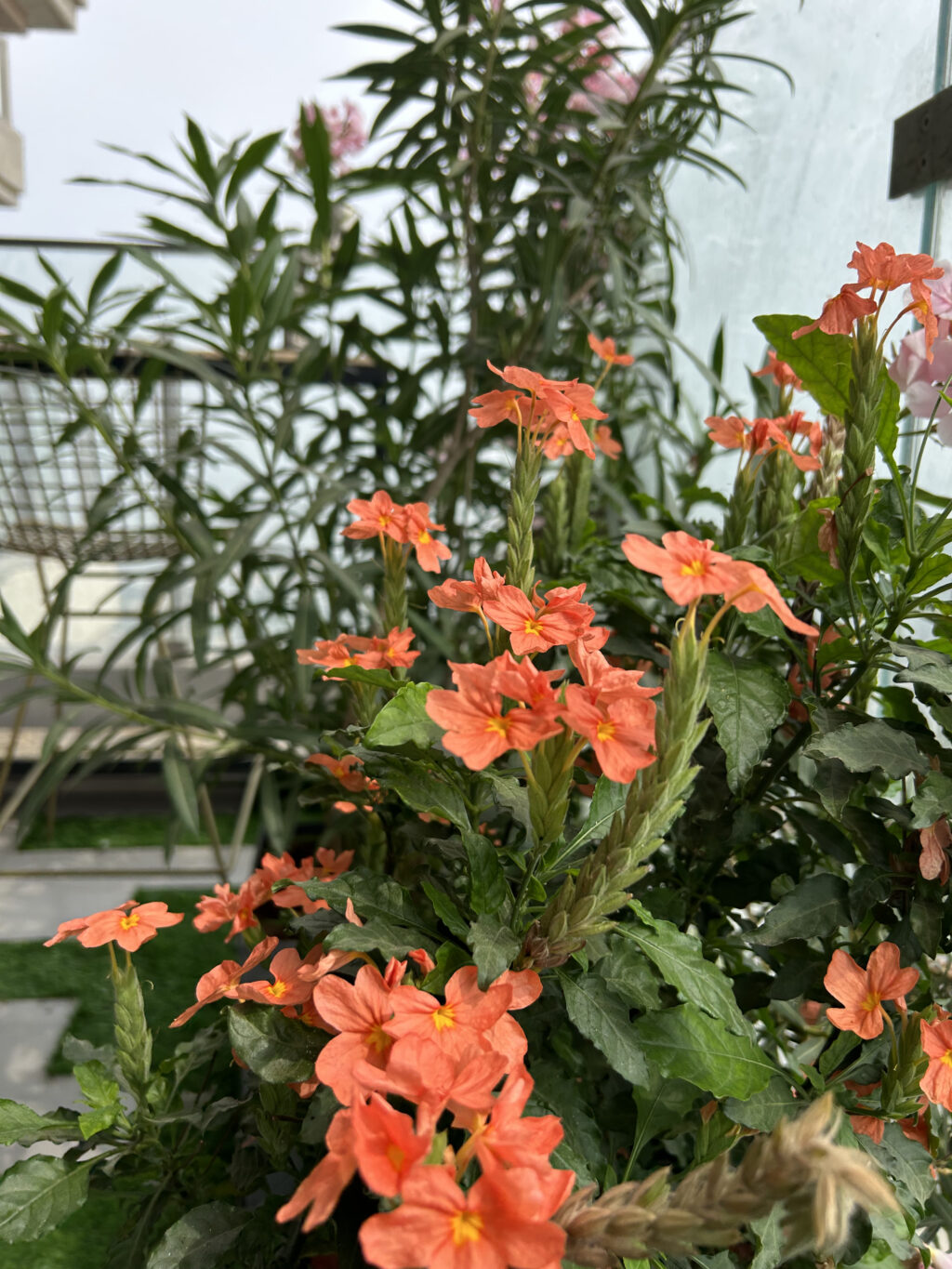 Plant of the Month: Aboli – The Voice of Malabar Hills